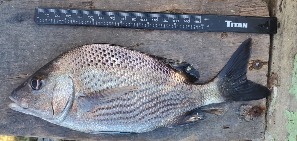 Grey Grunt from Escuinapa, Sin., México on May 1, 2022 at 08:08 AM by ...