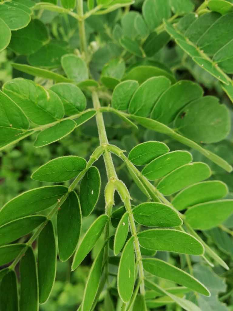 Monkey pod tree from Calle Escobal Frente a delegación policial ...
