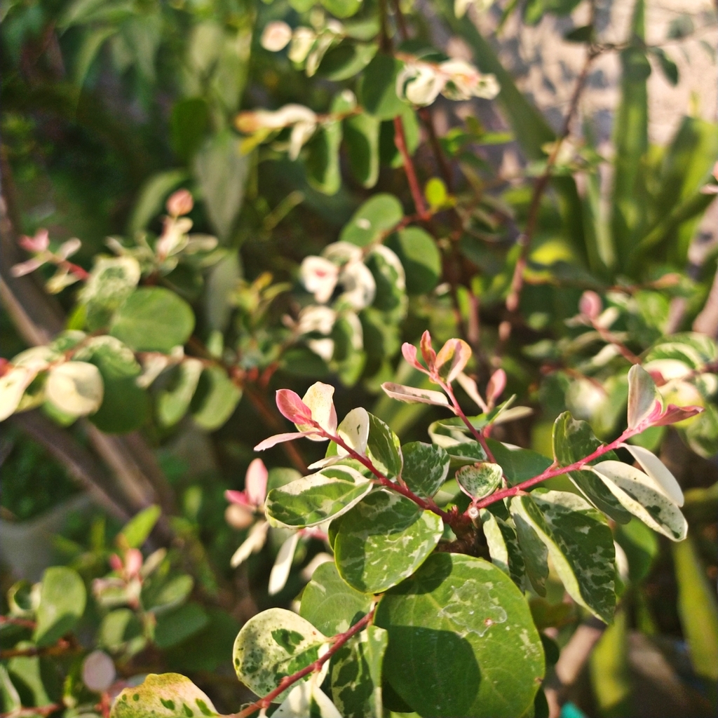 Snowbush from Acatlipa Centro, Temixco, Mor., México on May 1, 2022 at ...