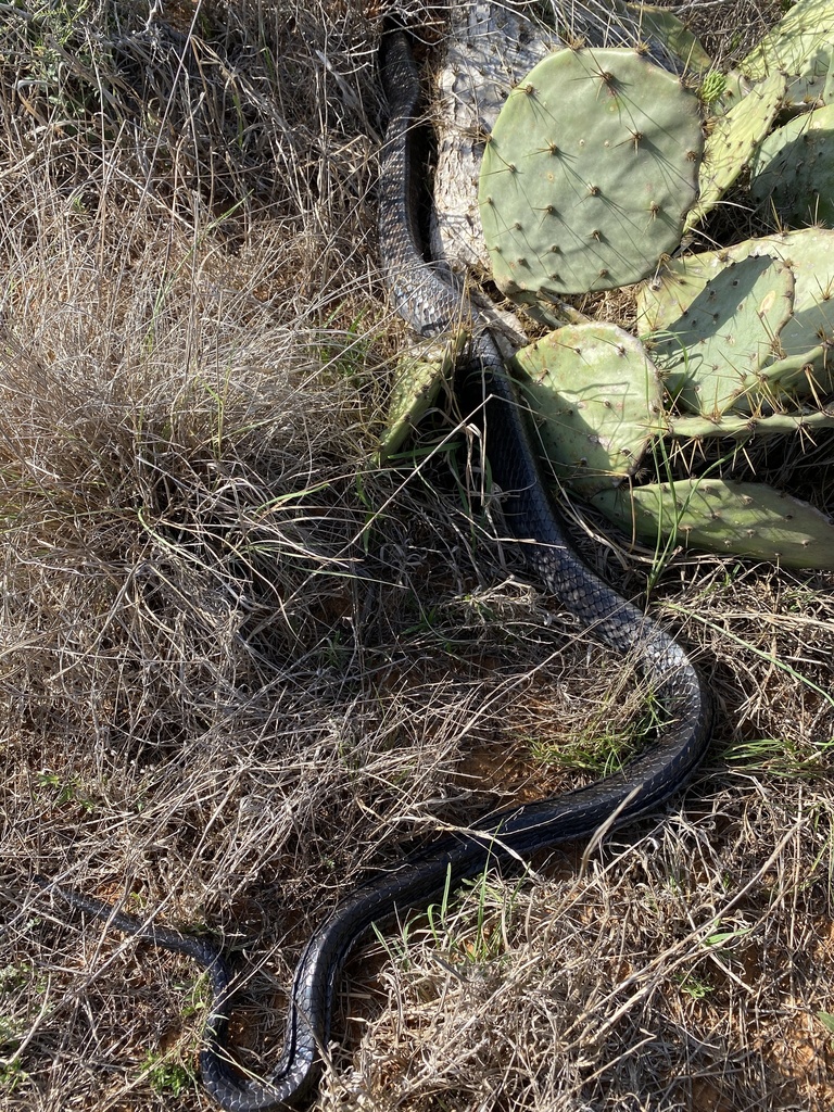 Texas Indigo Snake in May 2021 by Camryn Kiel · iNaturalist
