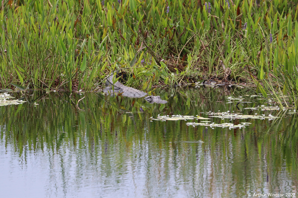 American Alligator from Solid Waste Authority (SWA) Greenway Trail ...