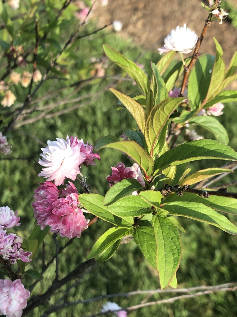 flowering plants from Westfield Ln, Westwood, MO, US on May 1, 2022 at ...