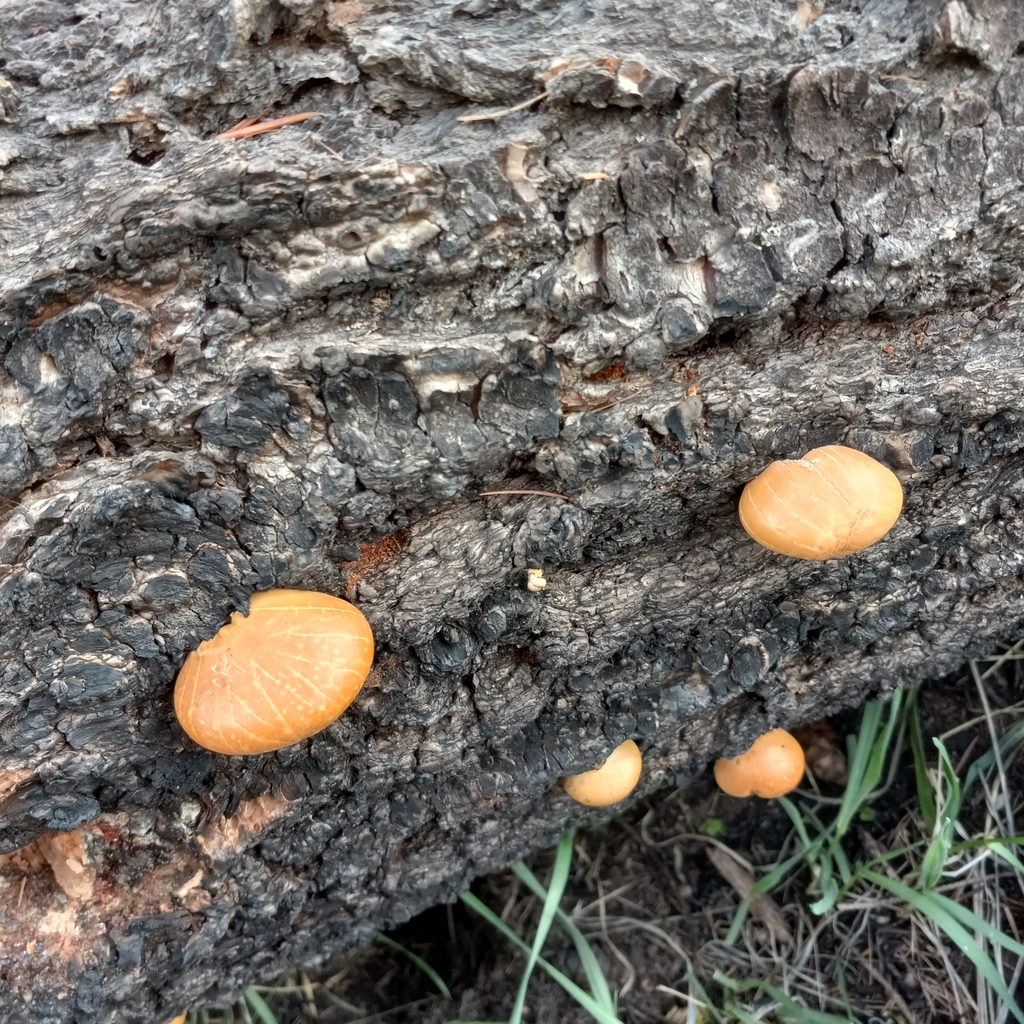 Veiled Polypore from Weber Drive on May 01, 2022 at 04:16 PM by Ashley ...
