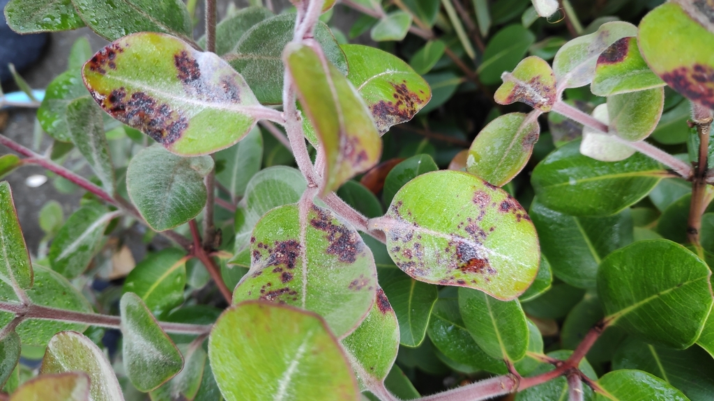 Myrtle Rust from Raureka, Hastings, New Zealand on May 2, 2022 at 09:58 ...
