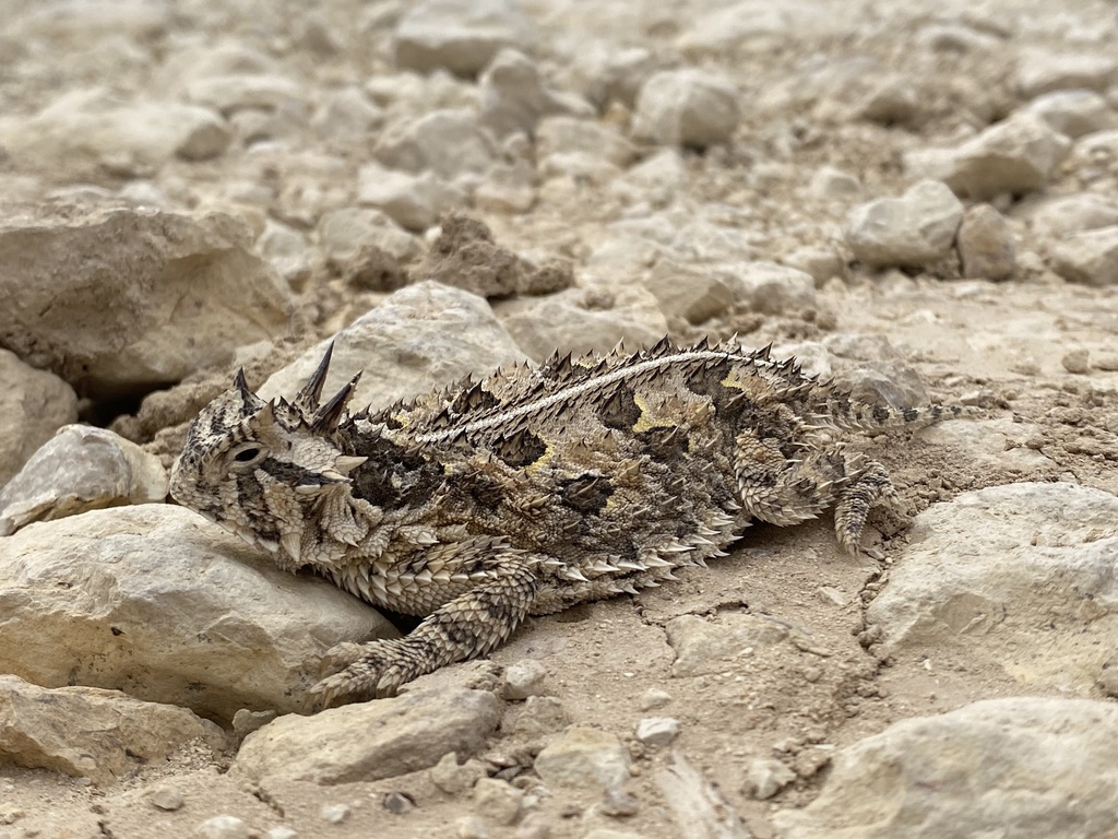 Texas Horned Lizard in May 2022 by Christina Tello · iNaturalist