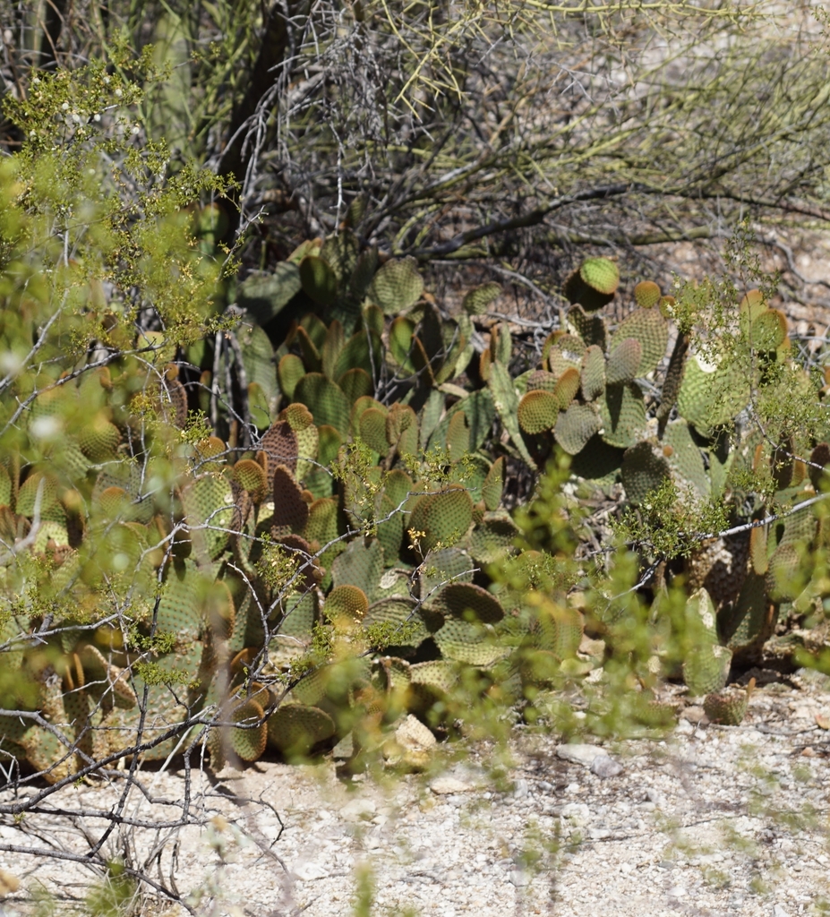 Bunny Ears Cactus from Tohono Chul | Gardens, Galleries, and Bistro on ...
