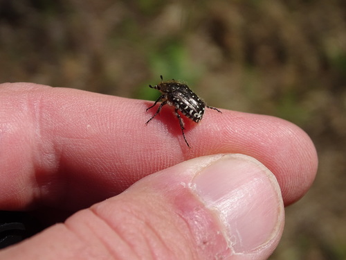 Observations by phycus · iNaturalist