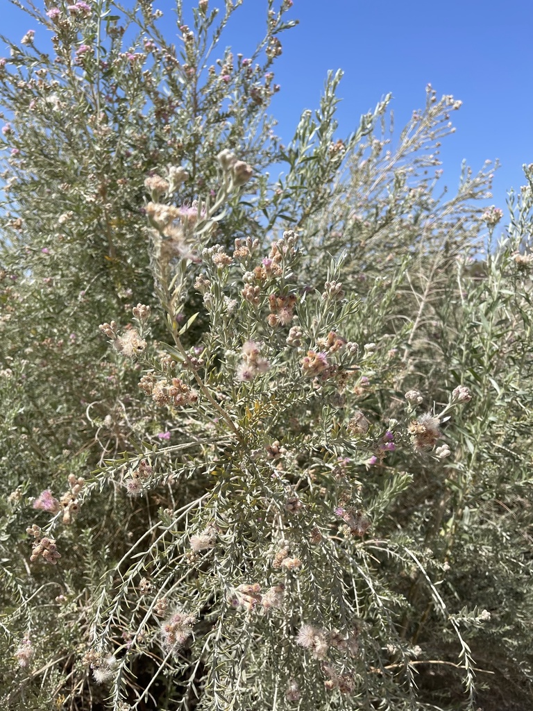 arrowweed from Lake Havasu City, AZ, US on April 28, 2022 at 10:43 AM ...