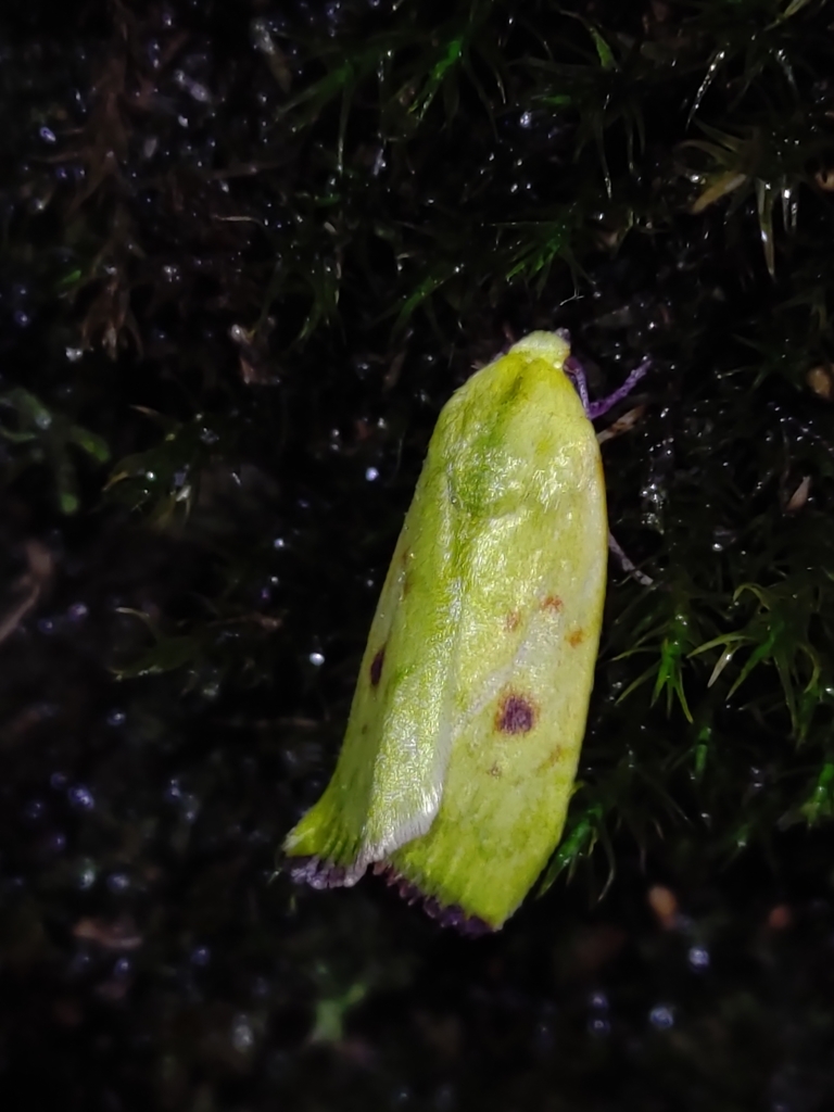 Earias from Yulin, TW-TA, TW on May 2, 2022 at 06:49 AM by 古國順 ...