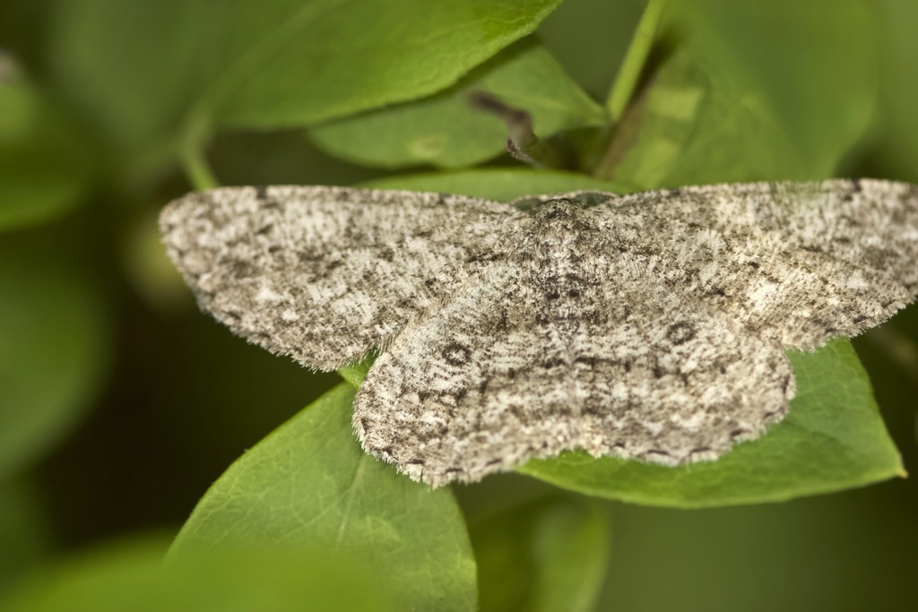 Umber Moth from Edgewood Preserve, Deer Park, NY, USA on June 23, 2014 ...