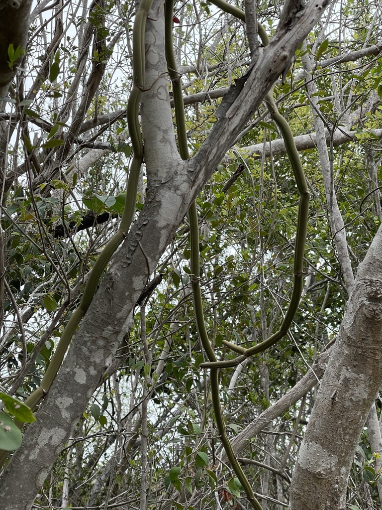 wormvine orchid in May 2022 by Fernando Rocha · iNaturalist