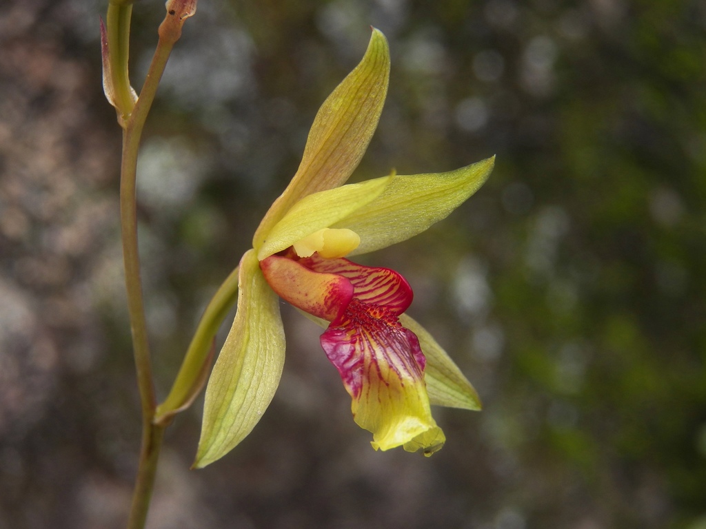 Bletia roezlii in September 2021 by Edgar Salmerón Barrera · iNaturalist