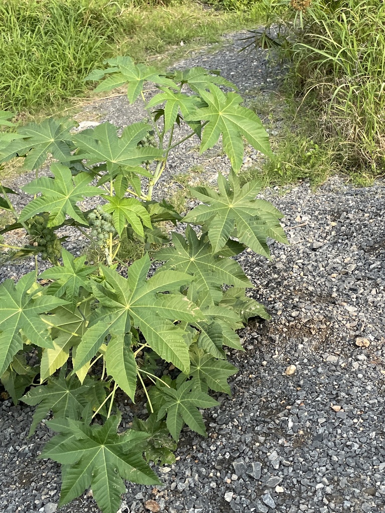 castor bean from Camino a Bahia Escondida, Santiago, NL, MX on May 1 ...
