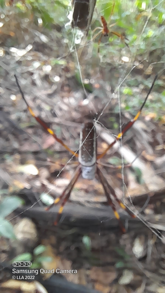 Golden Silk Spider from 4WHV+WP, Guayaguayare, Trinidad and Tobago on ...