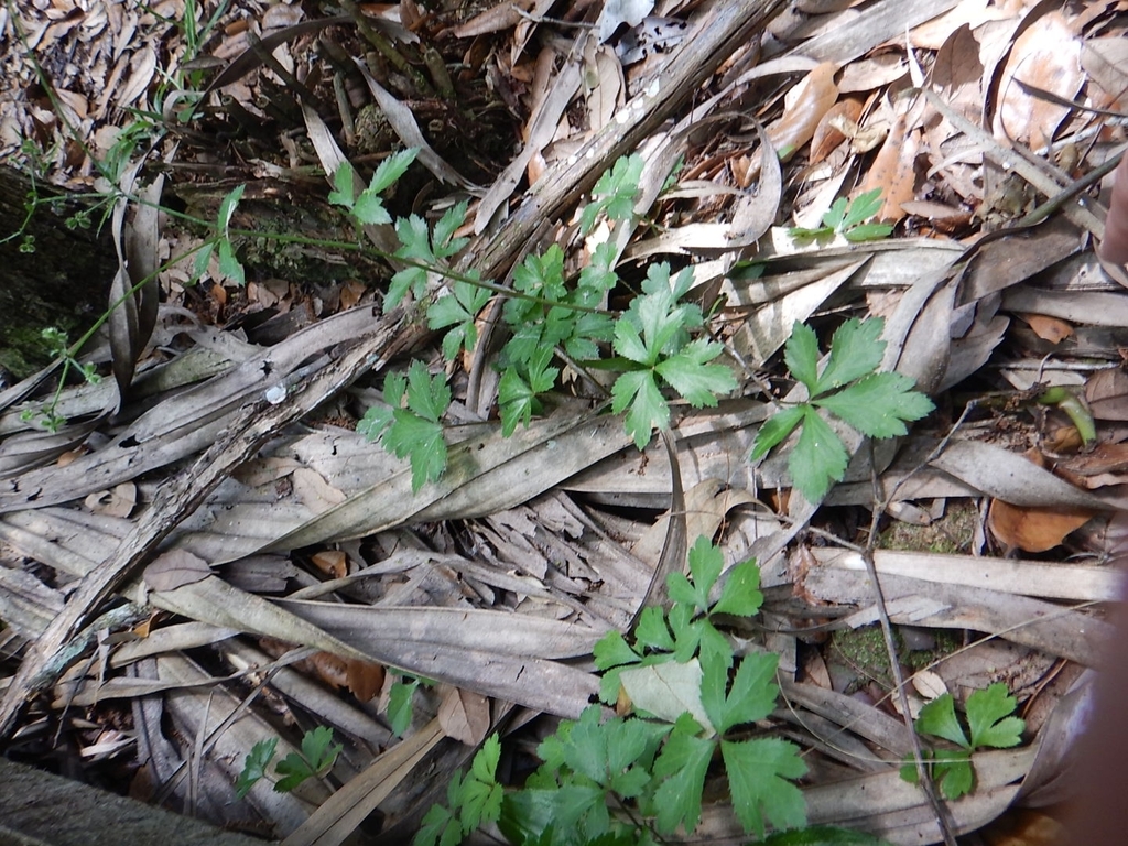 Black Snakeroot from Titusville, FL, USA on May 01, 2022 at 01:08 PM by ...