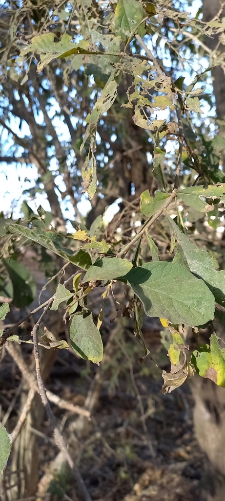 Randia echinocarpa from 80783 Sin., México on May 01, 2022 at 06:04 PM ...
