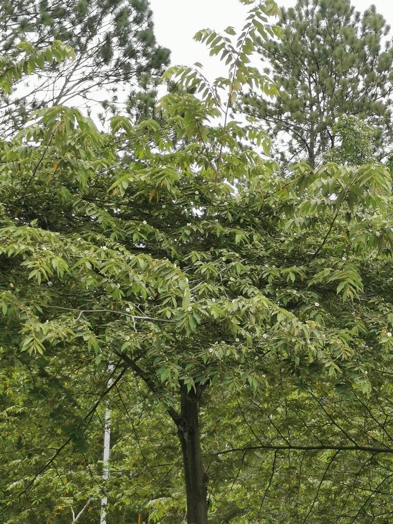 calabur tree from WX3G+Q3Q Piedras Tirrases Park, Ayarco Sur, San José ...