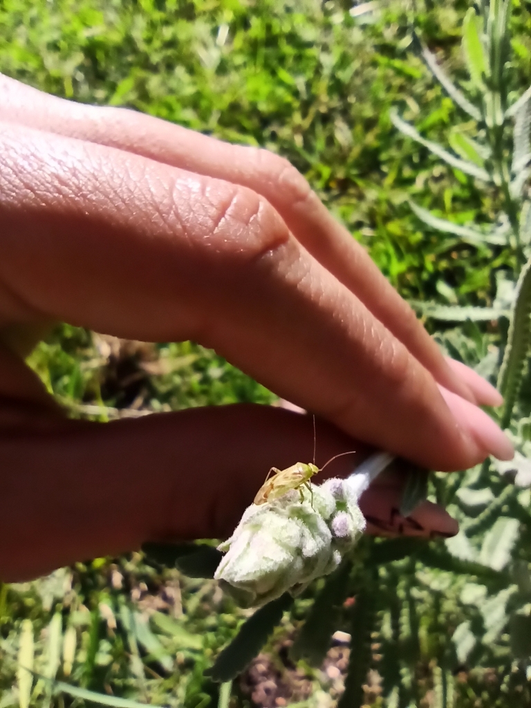 Broken-backed Bug from Morón, Provincia de Buenos Aires, Argentina on ...