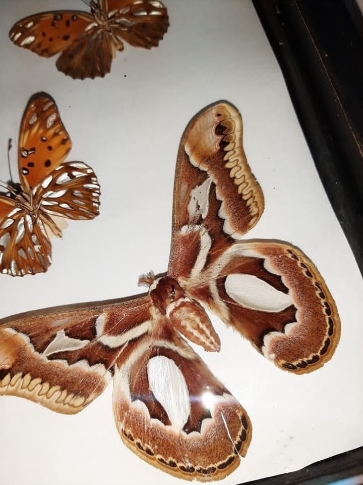 Rothchild's Atlas Moth from Montecarlo Misiones on April 30, 2022 by ...