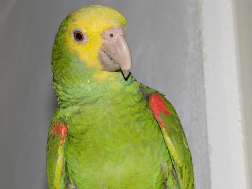 Yellow-headed Parrot in May 2022 by Fatima Anahi Jimenez Rodriguez ...