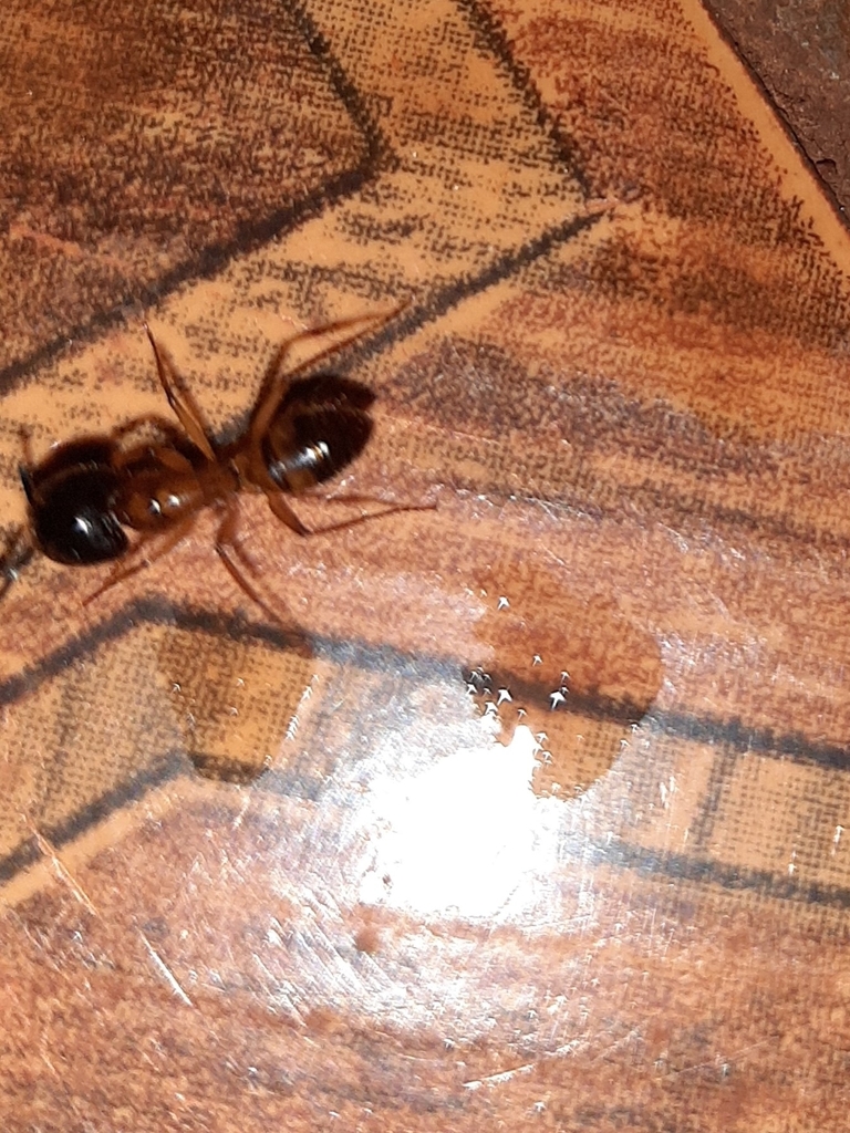 Carpenter Ants, Typical Sugar Ants and Allies from Montecarlo Misiones ...