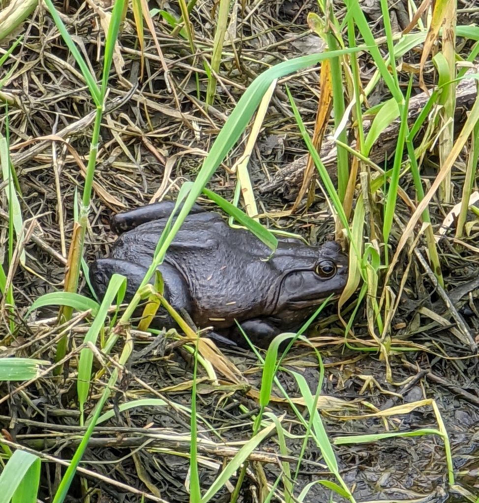 American Bullfrog from Monroe, WA, USA on May 01, 2022 at 02:13 PM by ...