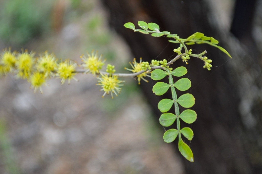 Lime Prickly-ash from General Zuazua on May 01, 2022 at 05:35 PM by ...