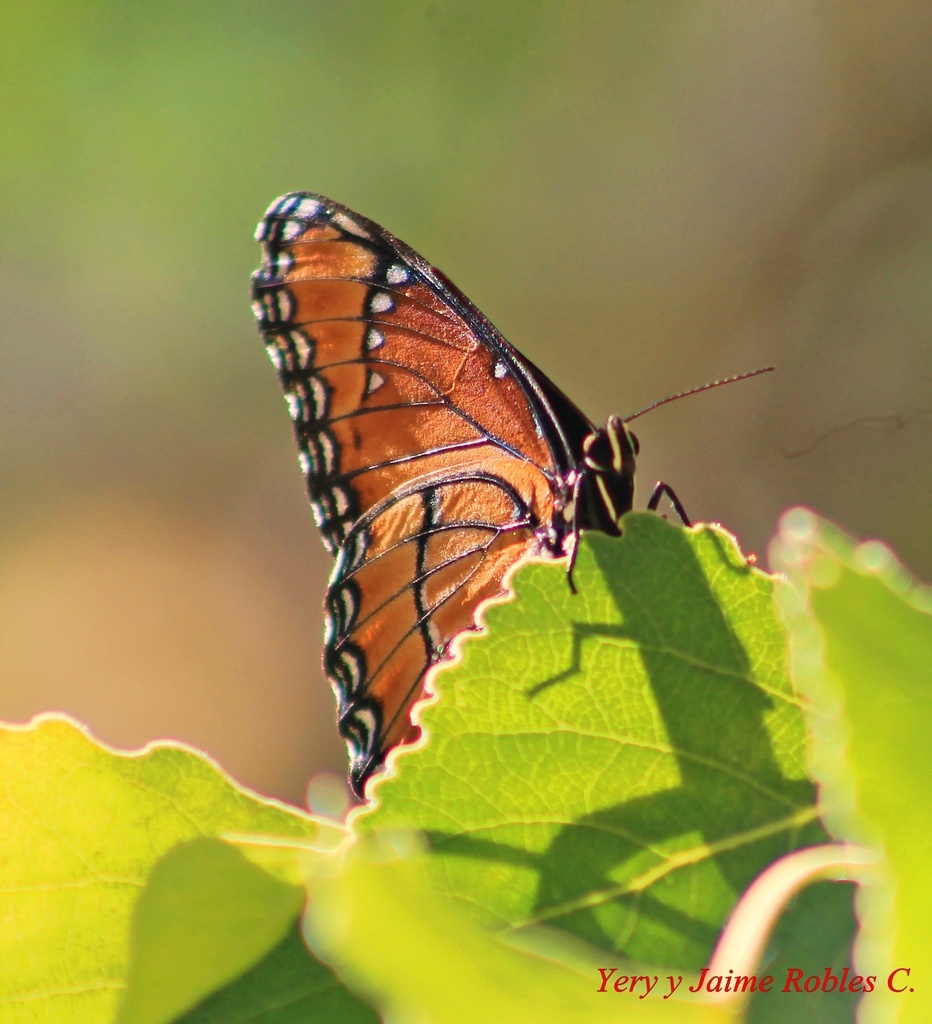 Viceroy from Meoqui, CHIH, MX on May 1, 2022 at 09:00 PM by Jaime ...