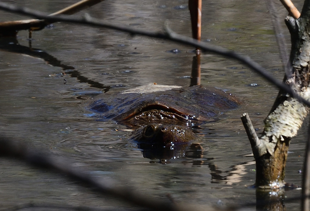 Common Snapping Turtle from Queens, New York, United States on April 30 ...