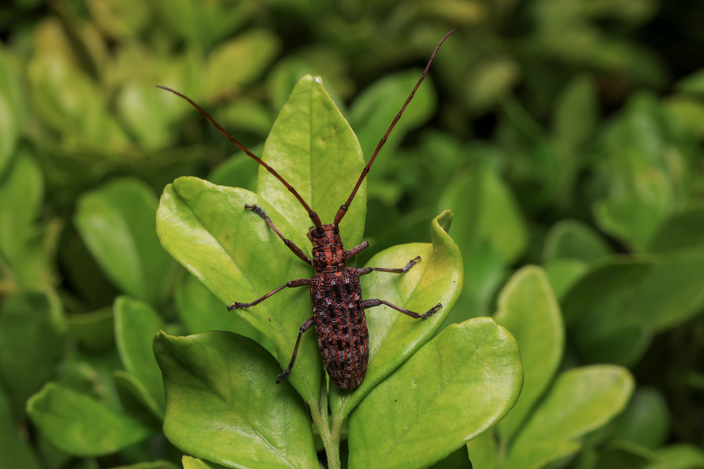 Monochamus alternatus from 澳門聖方濟各堂區 on April 30, 2022 at 01:46 PM by ...
