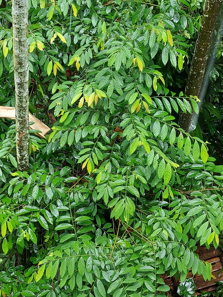 vascular plants from 646台灣雲林縣古坑鄉28 on May 02, 2022 at 11:56 AM by Yafen ...