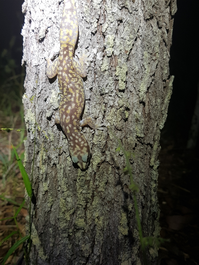 Southern Spotted Velvet Gecko from Meadowvale QLD 4670, Australia on ...