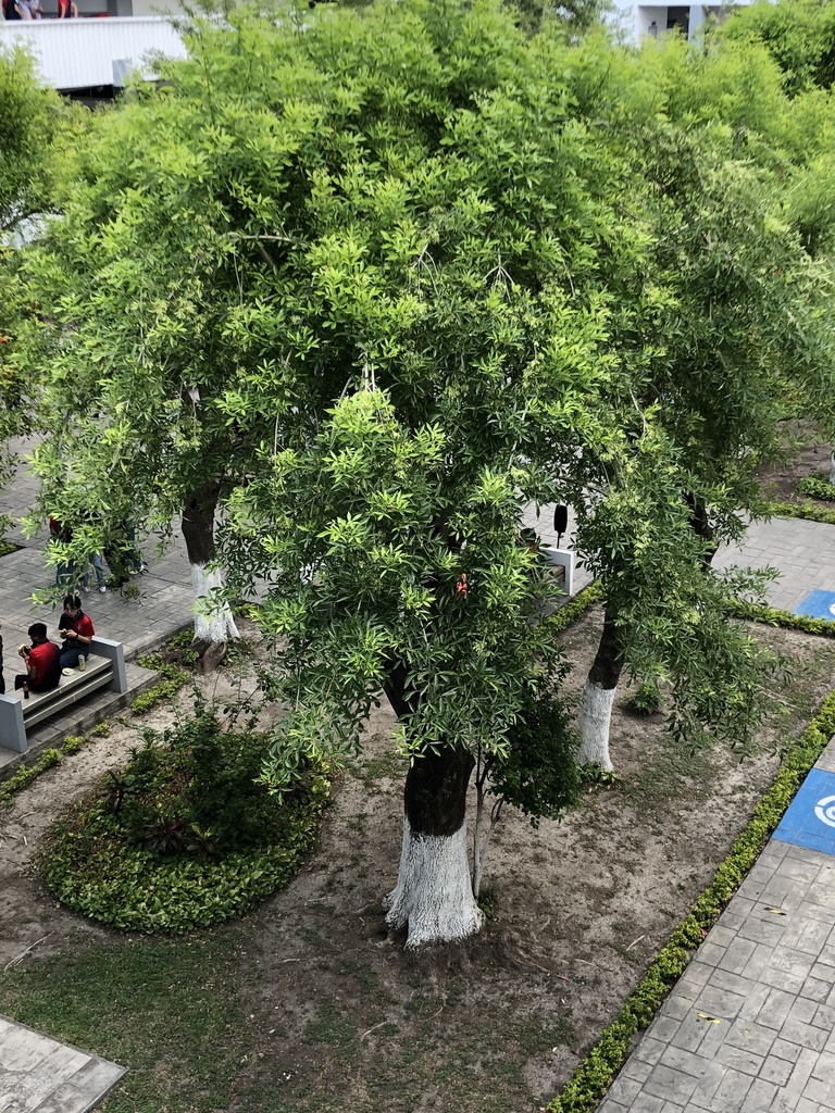 Mexican Ash from Preparatoria 16, San Nicolás de los Garza, NL, MX on ...