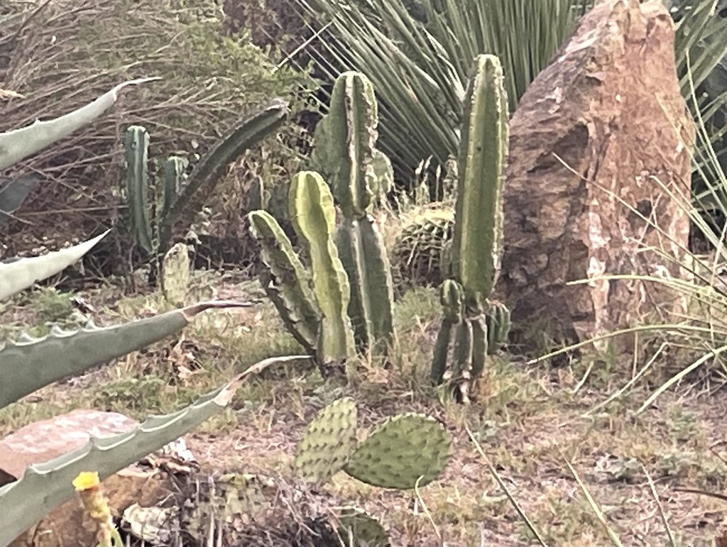 globular cacti, moonlight cacti, torch cacti, and allies from Parque ...