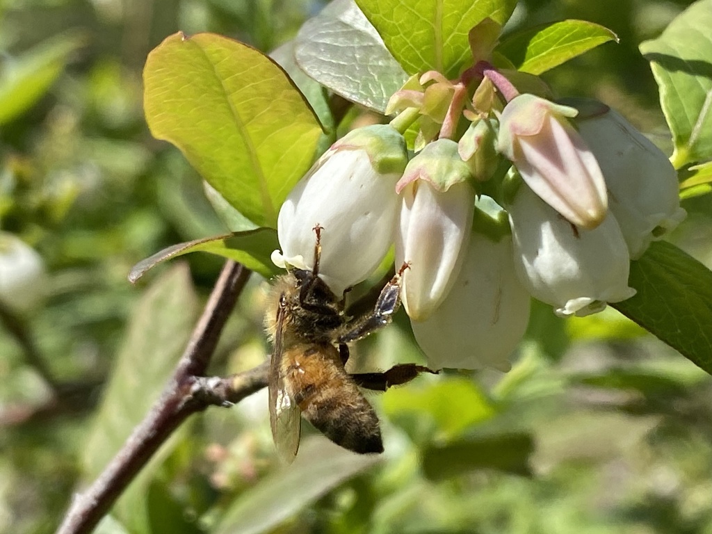 Western Honey Bee from Missouri Botanical Garden, St. Louis, MO, US on ...