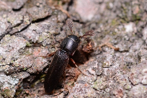 Melasis japonica · iNaturalist