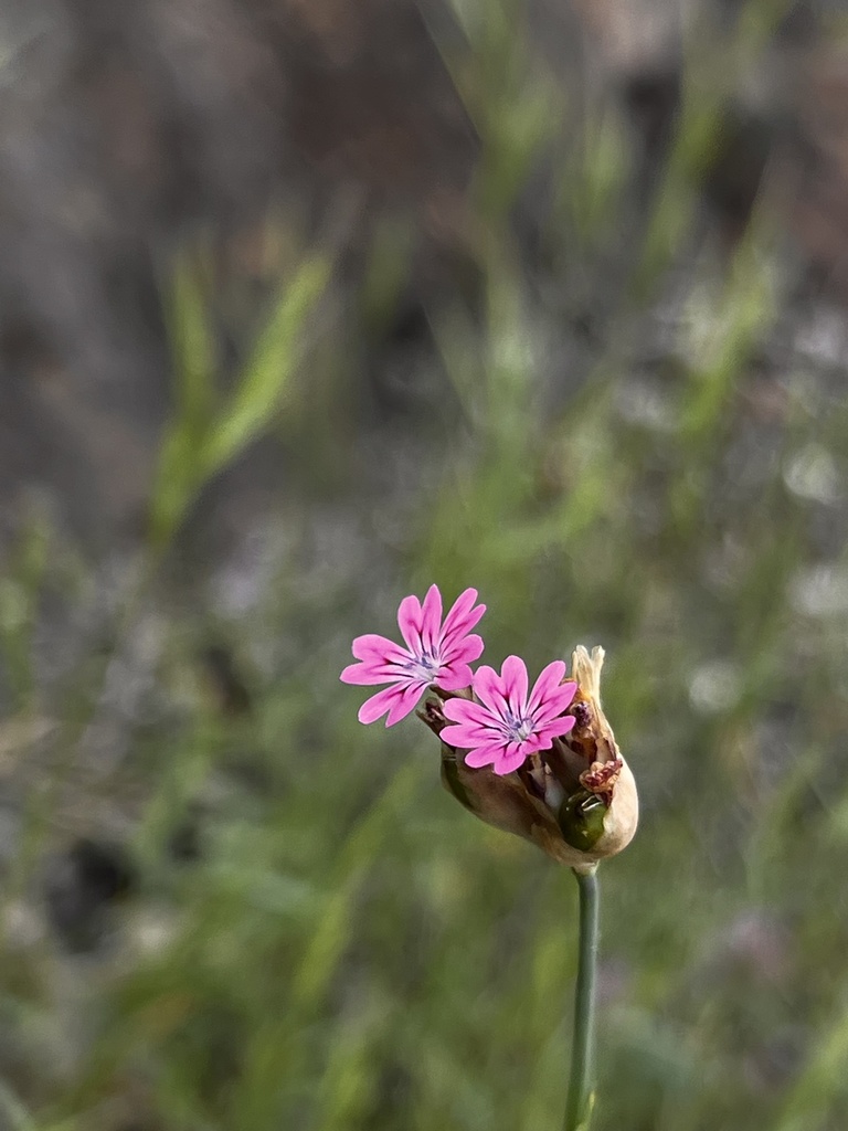 Hairypink from Electra Rd, Jackson, CA, US on May 01, 2022 at 03:56 PM ...