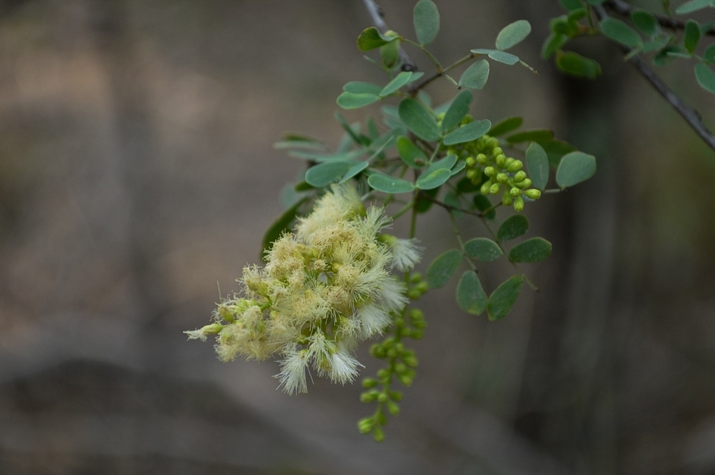Wright Acacia from General Zuazua on May 01, 2022 at 06:26 PM by Yailin ...