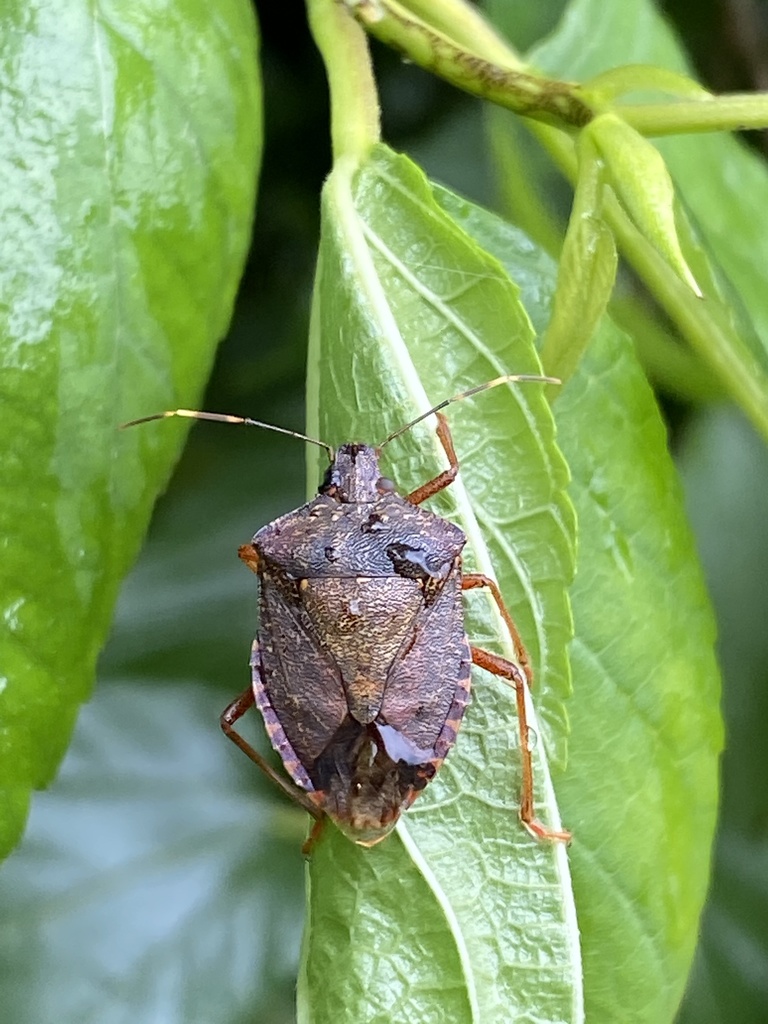 Brown Marmorated Stink Bug from Hsinchu County, TW-TA, TW on May 02 ...