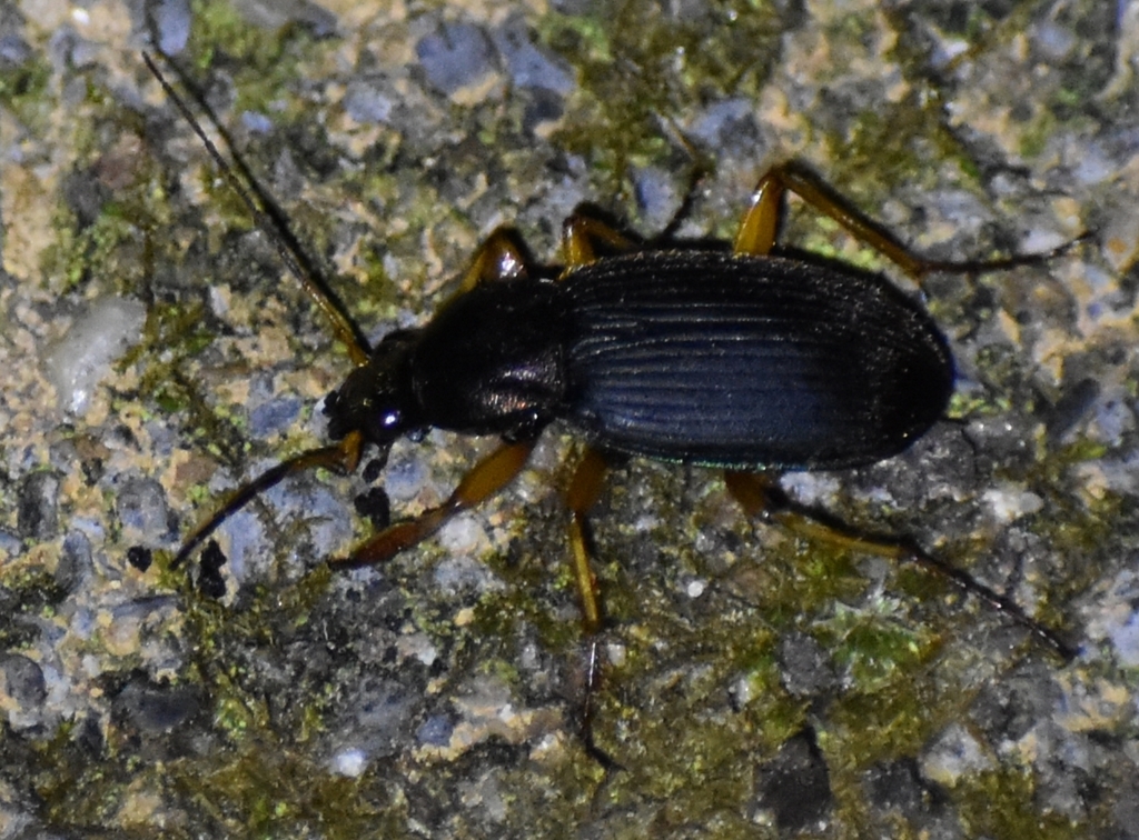 Chlaenius aestivus in May 2022 by Mary Hollinger · iNaturalist
