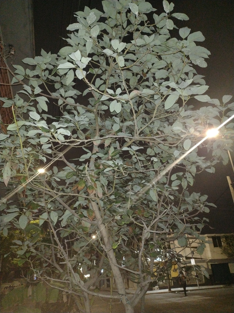 Wild avocado from Veracruz, MX-VE, MX on May 1, 2022 at 10:34 PM by ...