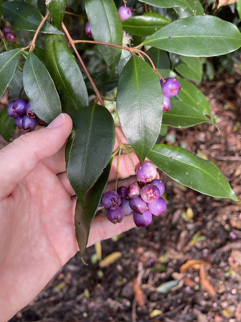 Blue Lilly Pilly from Sellin Rd, Mount Mee, QLD, AU on May 02, 2022 at ...