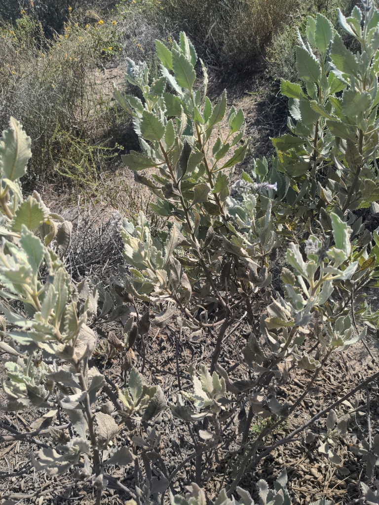 Thick-leaved Yerba Santa from N Torrey Pines Rd & Torrey Pines Scenic ...