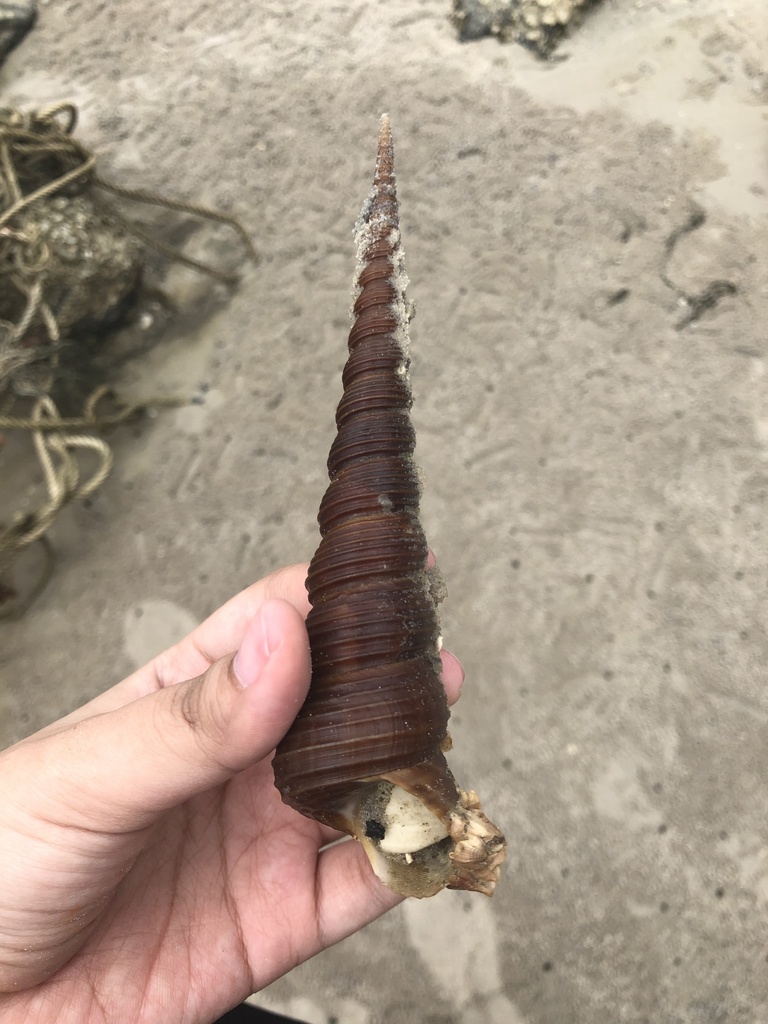 Turritella terebra from Nong Kae, Hua Hin, Prachuap Khiri Khan, TH on ...