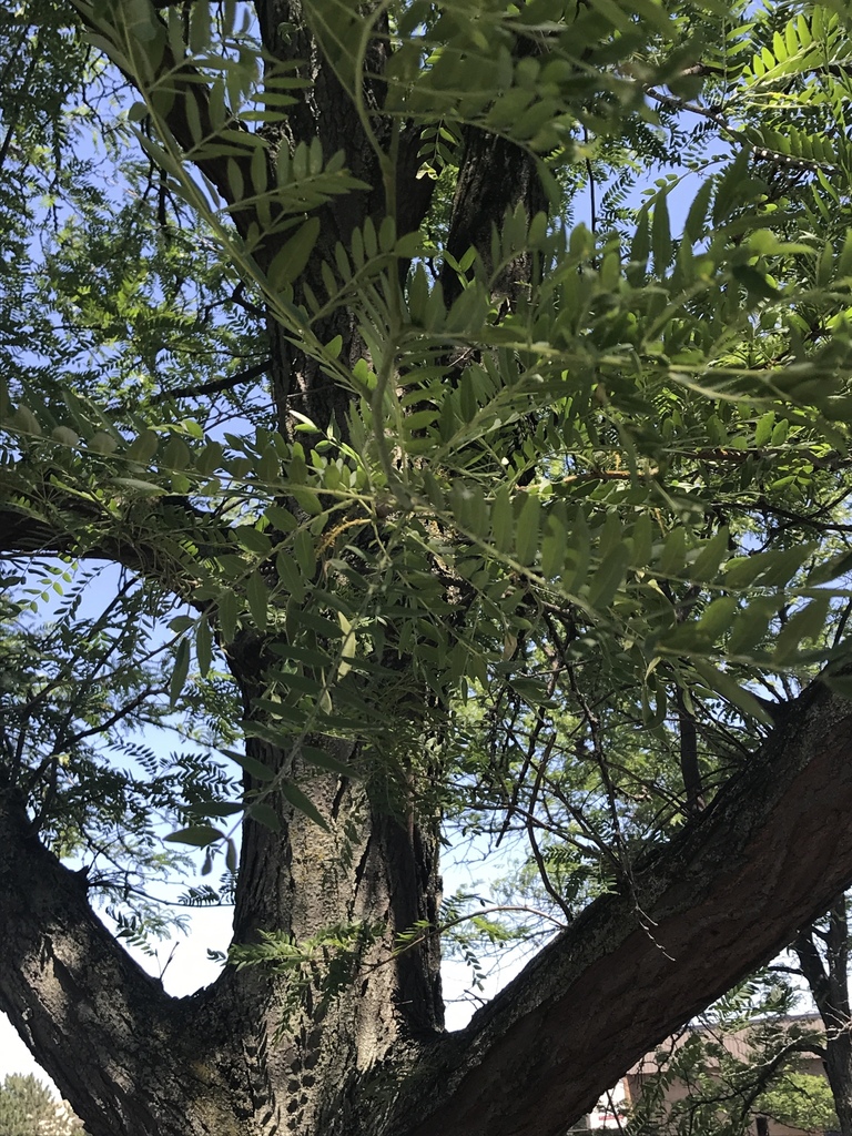honey locust from 9360 Castlegate Dr, Indianapolis, IN, US on June 4 ...