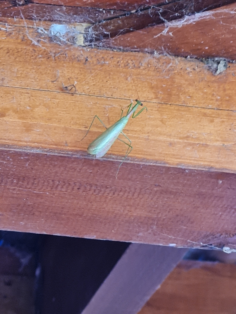 South African Mantis from George Municipality, South Africa on May 2 ...