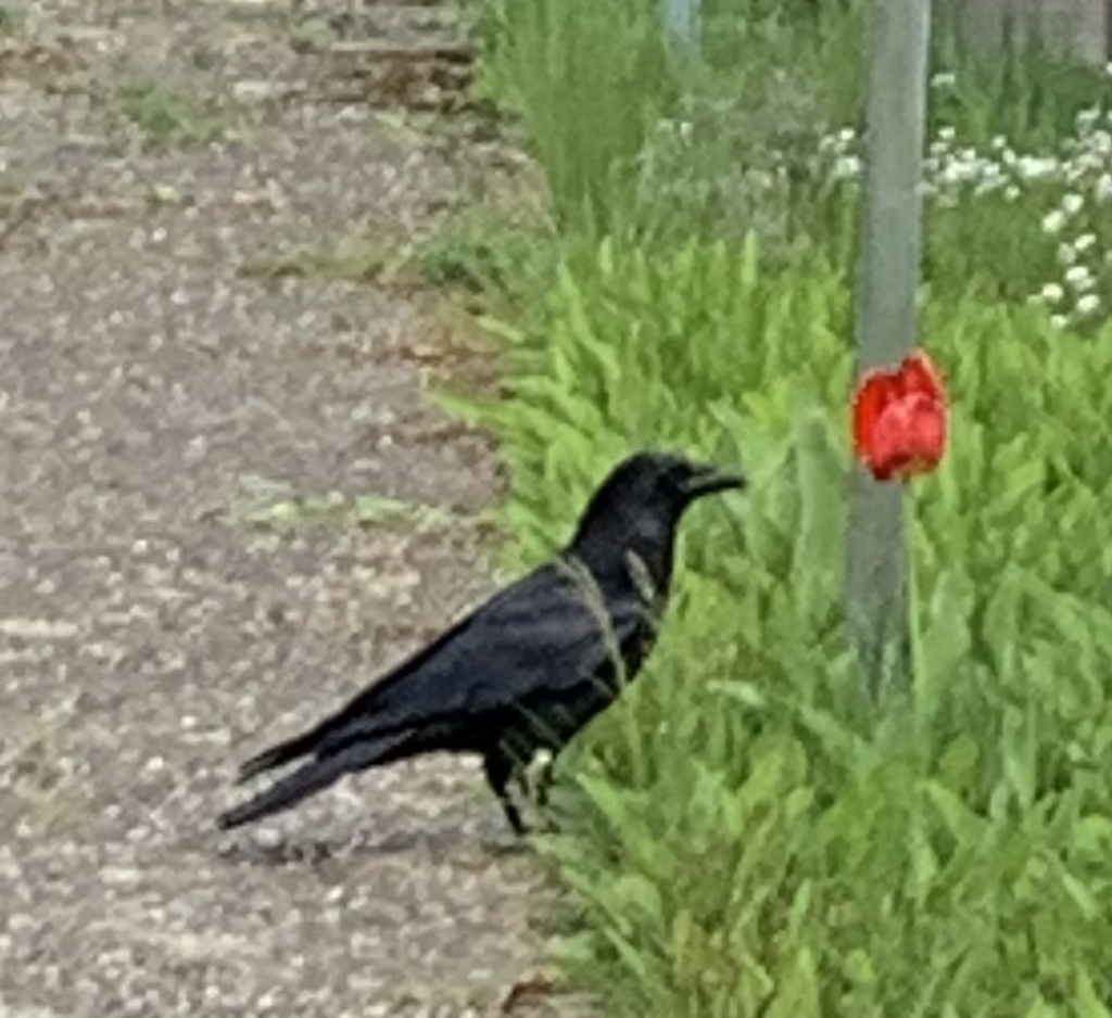 Carrion Crow from Rue Charles de Gaulle, Sassenheim, Luxemburg, LU on ...