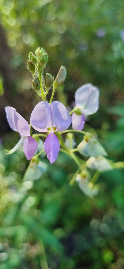Silverleaf Desmodium from Samford Conservation Park on May 02, 2022 at ...