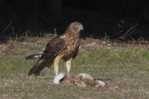 Swamp Harrier (Circus approximans) · iNaturalist