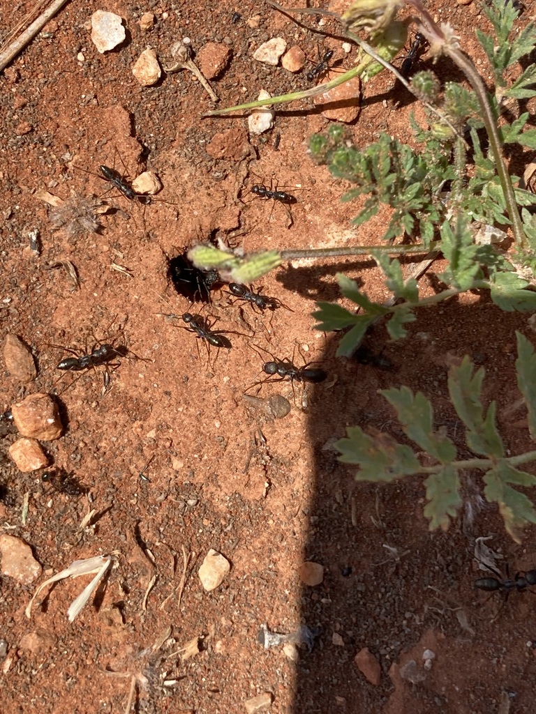 Sahara Ants and Allies from Moni Agias Triados ton Tzagkarolon 731 00 ...